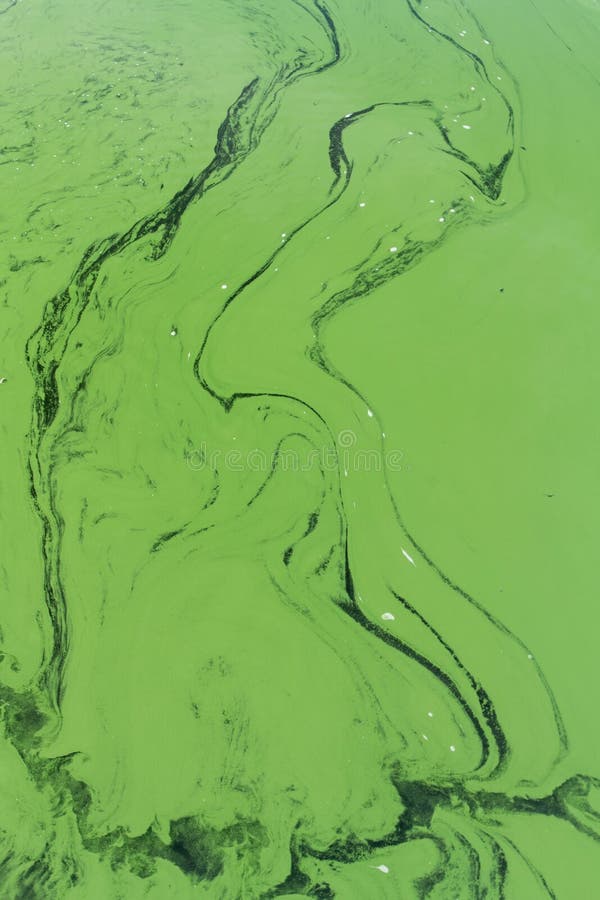Algas Verde Azules O Cyanophyta Fotos - Libres de Derechos y Gratuitas ...