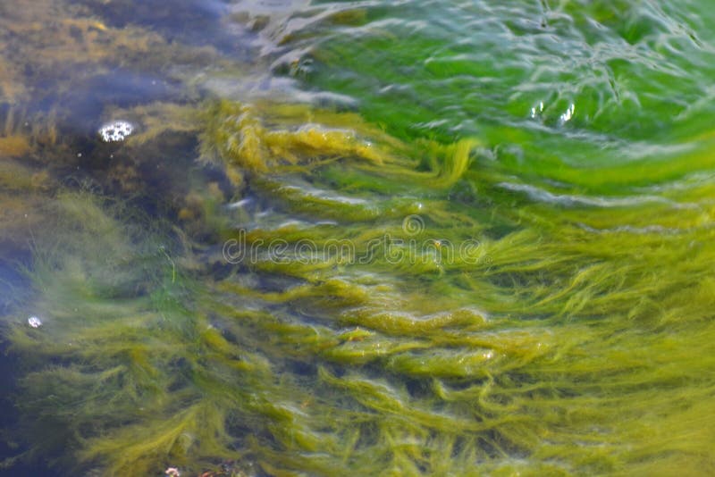 Algea foto de archivo. Imagen de verde - 130996966