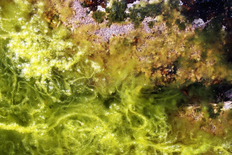 Algea stock photo. Image of nature, ocean, environment - 27139368