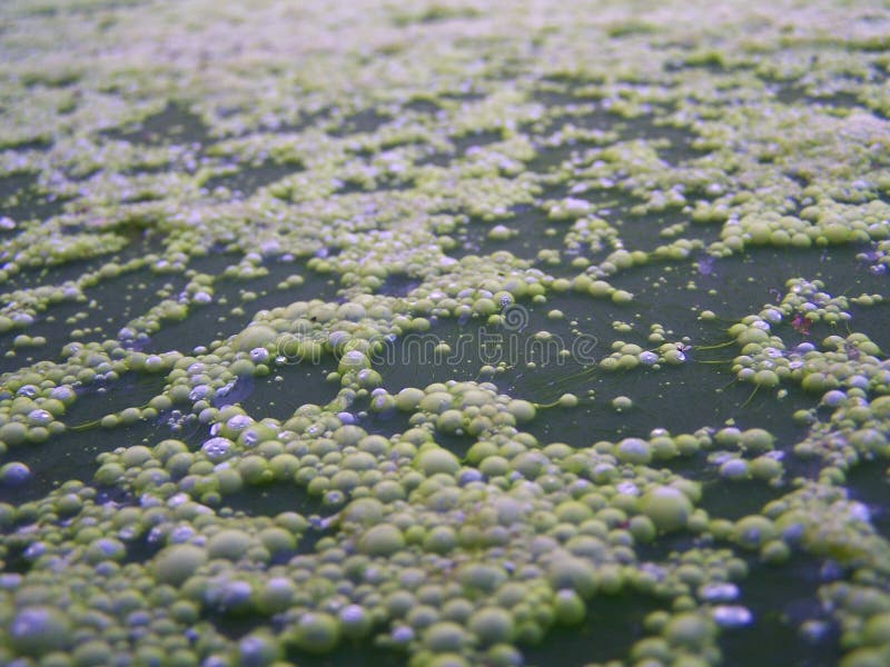 Algea stock image. Image of form, seaweed, single, bubbles - 53338515
