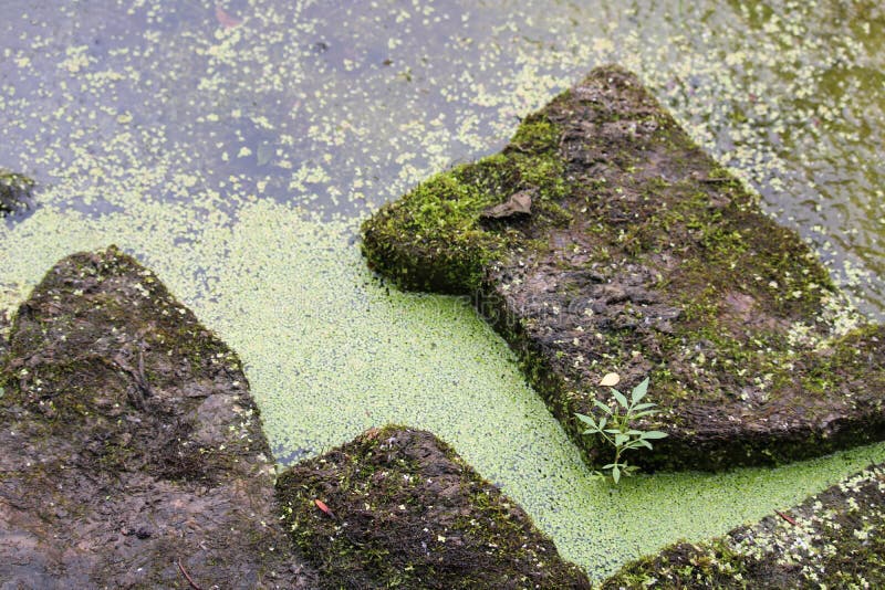 Algea stock image. Image of grass, area, algea, stagnant - 226473575