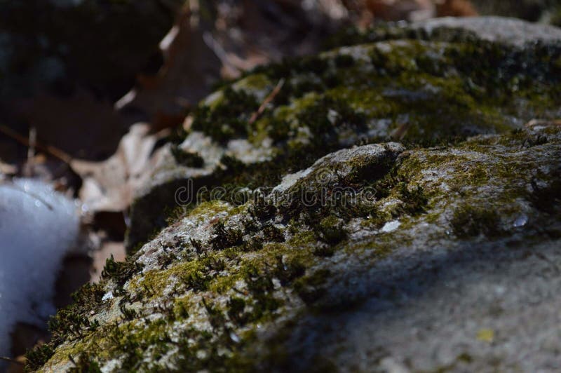 Algea editorial stock image. Image of morning, young - 52069569