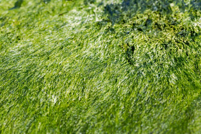 Algea texture background stock image. Image of laminaria - 80914737