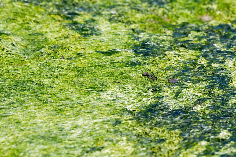 Algea texture background stock image. Image of color - 80915489