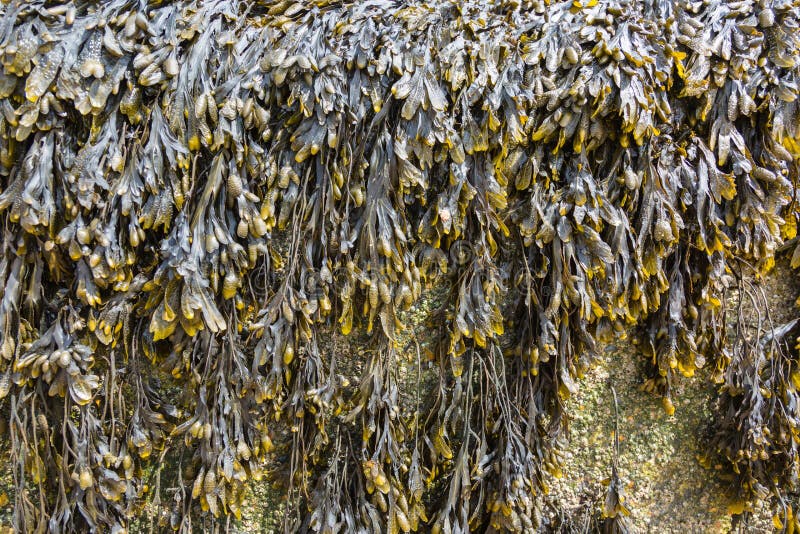 Algea texture background stock image. Image of color - 80915489