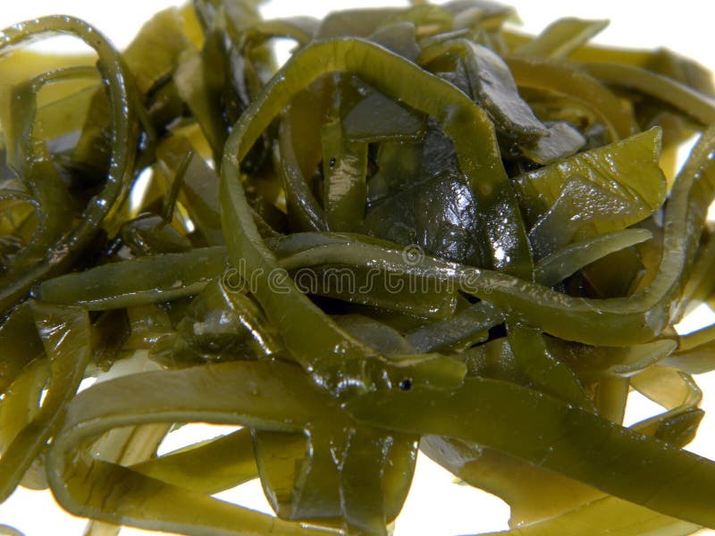 Algen Isoliert Auf Weißem Hintergrund Stockfoto - Bild von alge, nähren ...