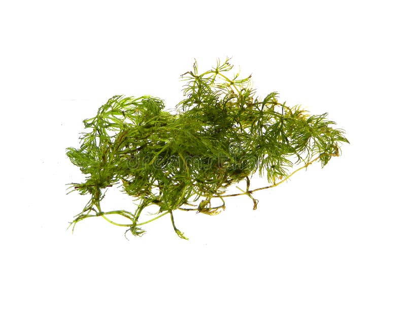 Algen Isoliert Auf Weißem Hintergrund Stockfoto - Bild von alge, nähren ...