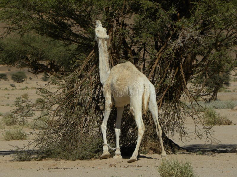 Algeria, Animal, Camel, Desert Stock Photo - Image of love, bush: 47516906