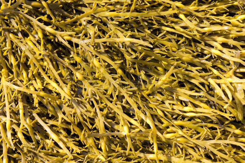 Alghe brune, Ascophyllum immagine stock. Immagine di calcare - 26133345