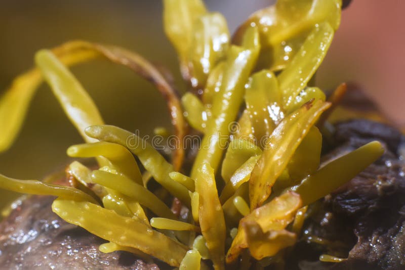 Alghe brune (Fucus) Macro fotografia stock. Immagine di scienza - 137907852