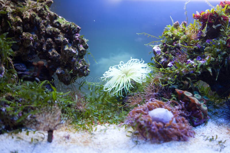 L'acquario Con Delle Le Alghe Colorate Multi Ed Il Pesce Esotico ...
