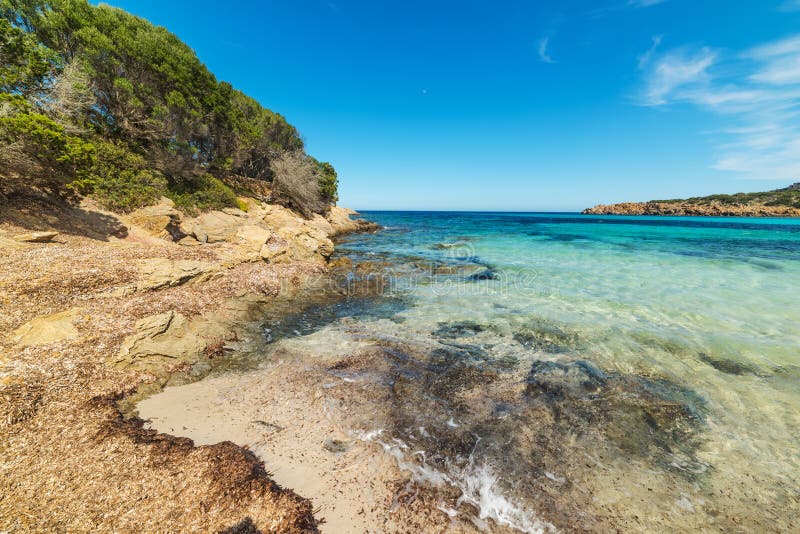 Alghe in Spiaggia Di Cala Granu Fotografia Stock - Immagine di ...