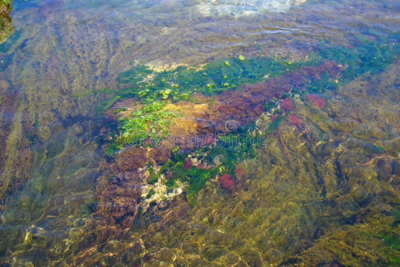 Algi morskie obraz stock. Obraz złożonej z kelp, roślina - 19932373