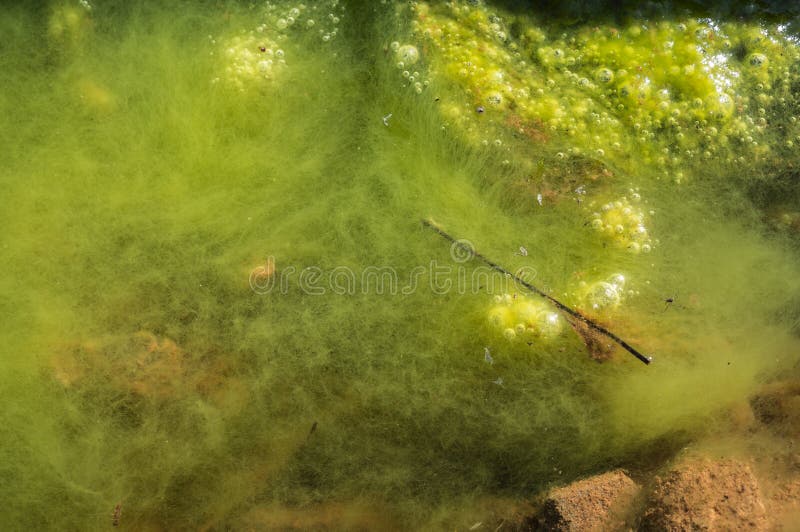 Staw Algi Przy Mikroskopem I Obraz Stock - Obraz złożonej z nematode ...