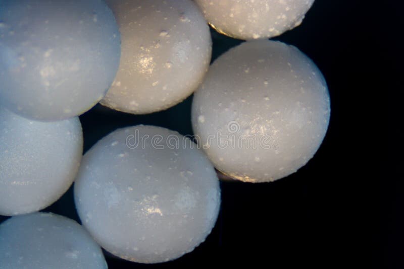 Alginate is a Cell Wall Component of Marine Brown Algae for Education ...