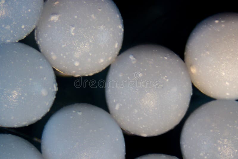 Alginate is a Cell Wall Component of Marine Brown Algae for Education ...