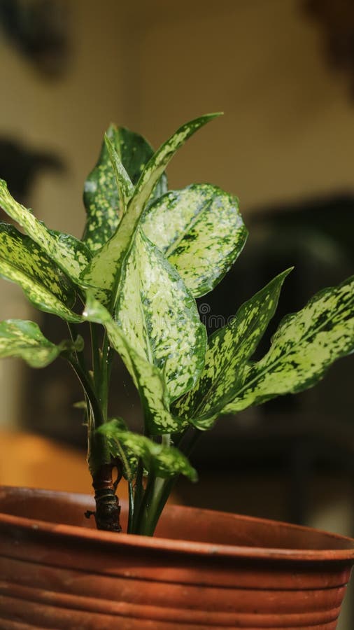 Algonema Snow White after Rain Stock Image - Image of herb, white ...