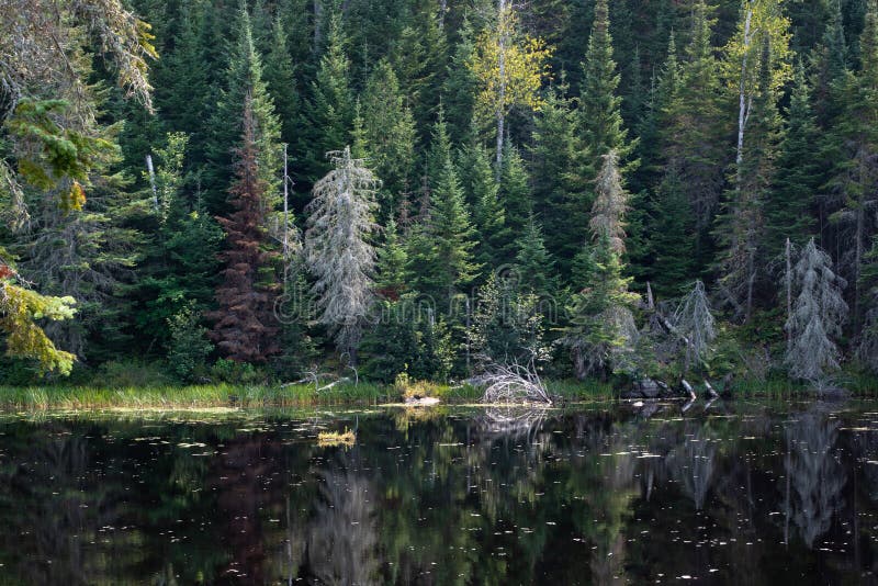 A Sunlit Creek Along a Trail Near Whitney Ontario Stock Image - Image ...