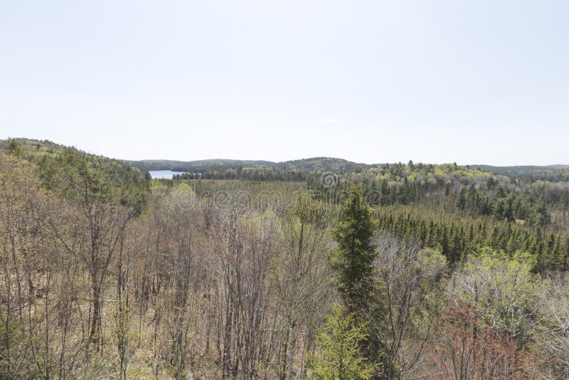 Algonquin Park Forest, Ontario - Canada Stock Image - Image of ...