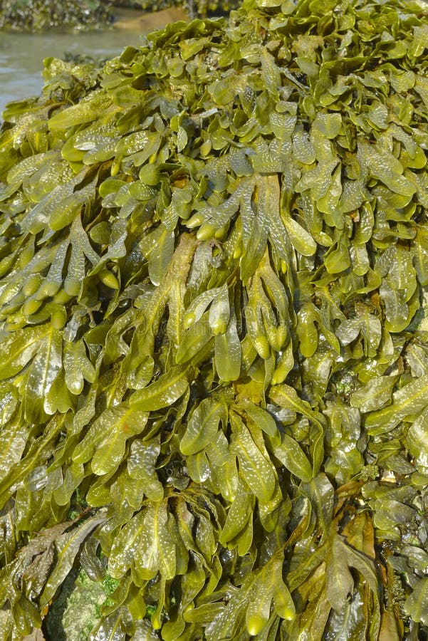 Algue verte sur une plage photo stock. Image du sable - 25982506