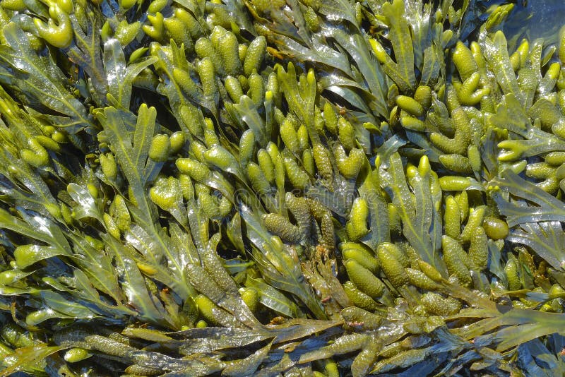Algue sur une plage image stock. Image du brun, détail - 25982493
