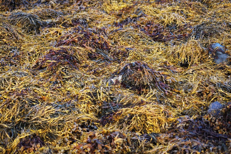 Algue d'Arame image stock. Image du herbe, nourriture - 8309425