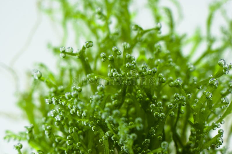 Bulles D'air Sur Des Algues Image stock - Image du marin, algues: 9900831