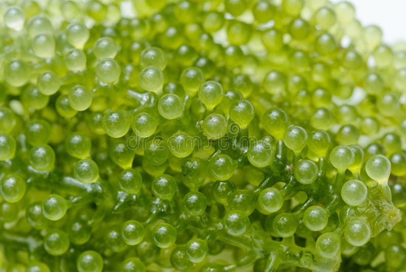 Algue De Caviar De Vert De Seagrapes Photo stock - Image du nutritif ...