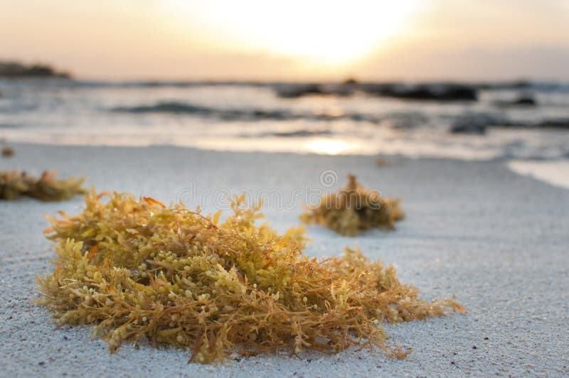 Algue jaune image stock. Image du herbe, sunset, jaune - 26443197
