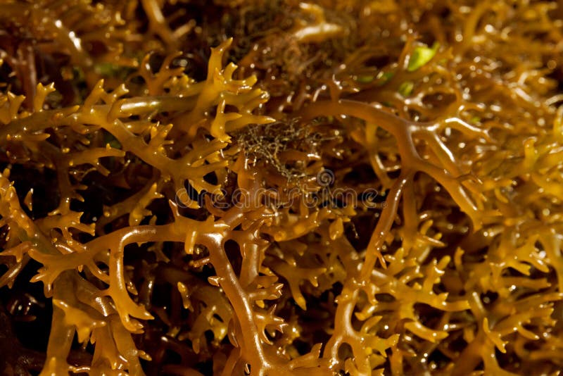 Algue Verte, Brune Et Rouge Image stock - Image du bulle, nature: 13240755