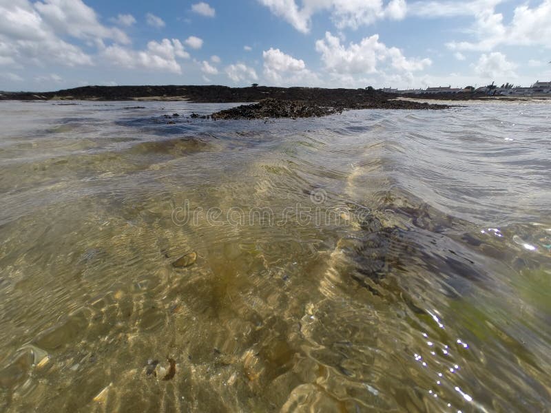 Algue at hide tide stock photo. Image of organic, kelp - 103931136
