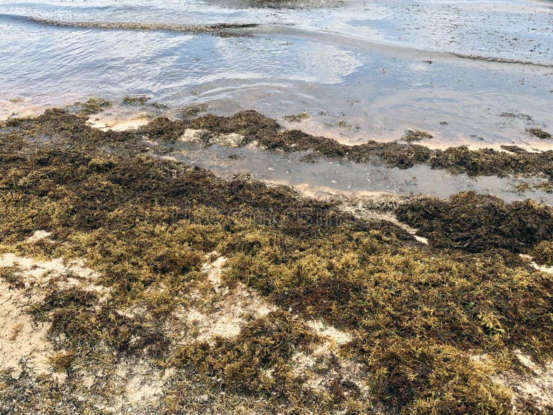 Algue sur la plage image stock. Image du arénacé, algue - 5723757