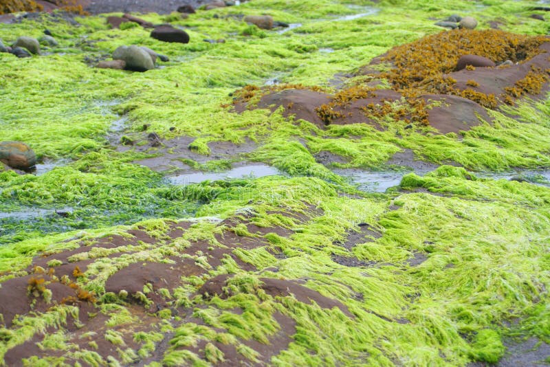 Algue verte image stock. Image du microscope, algue, aquatique - 61335977