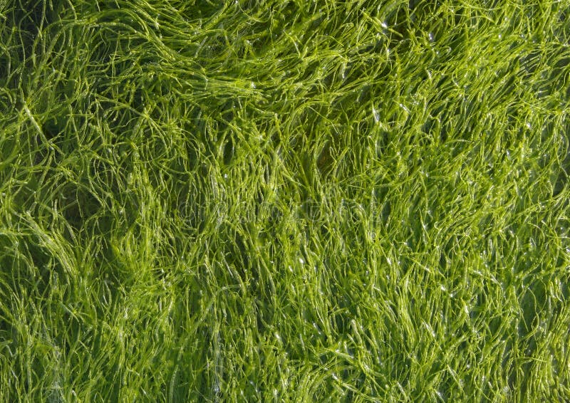 Algue verte image stock. Image du centrale, texture, science - 61335977