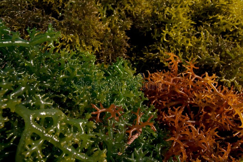 Algue Verte, Brune Et Rouge Image stock - Image du bulle, nature: 13240755
