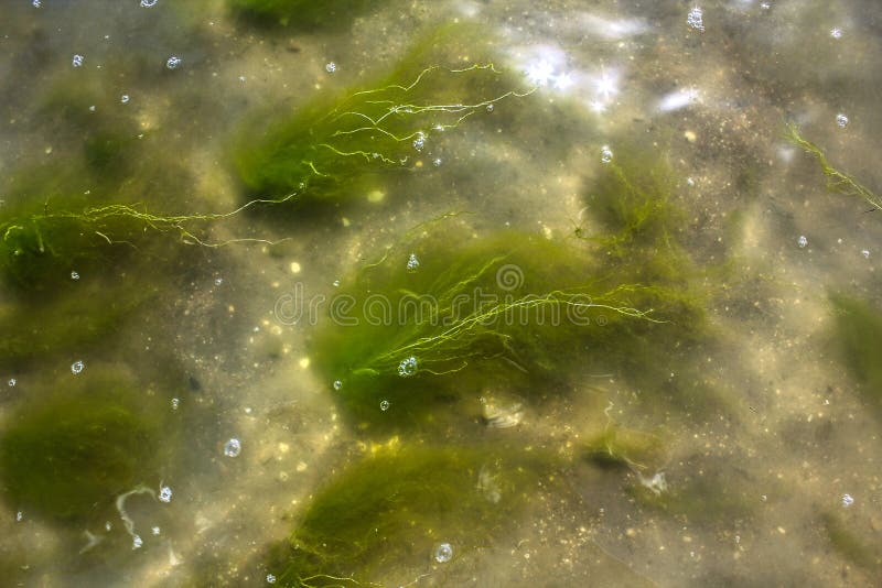 Algue verte photo stock. Image du nature, marin, grand - 10320730