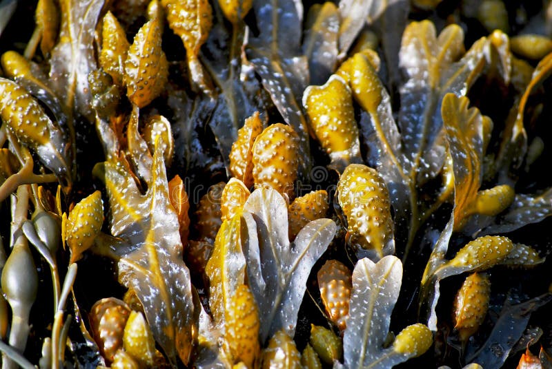 Algues brunes image stock. Image du côte, reflux, algue - 15928499