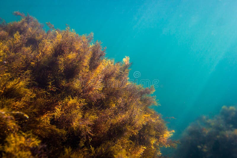 Algues Sous Marines Photos Stock - Téléchargez 277 Photos libres de droits