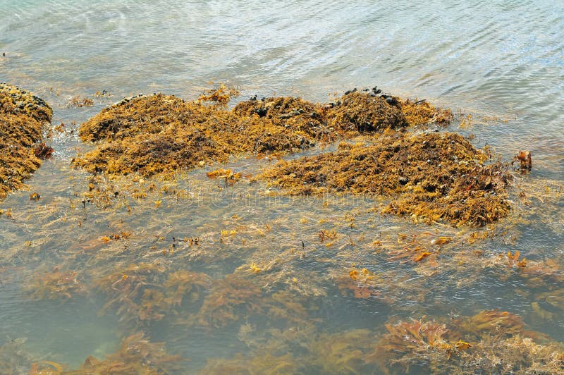 Algues Dans L'océan Pacifique Image stock - Image du pacifique ...