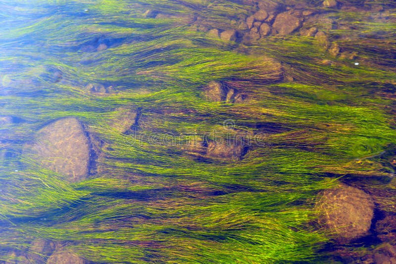 Texture D Algues Photos Stock - Téléchargez 9,522 Photos libres de droits