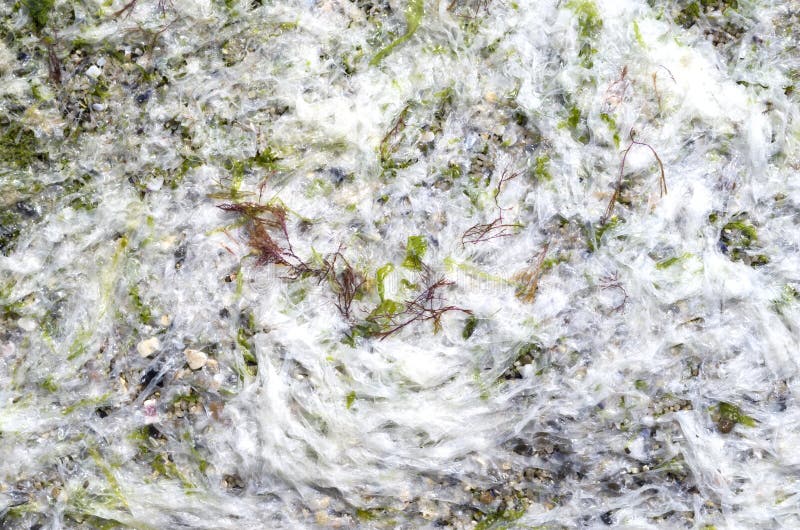 Algues Humides Blanches Sur Le Beachx Ensoleillé Image stock - Image du ...