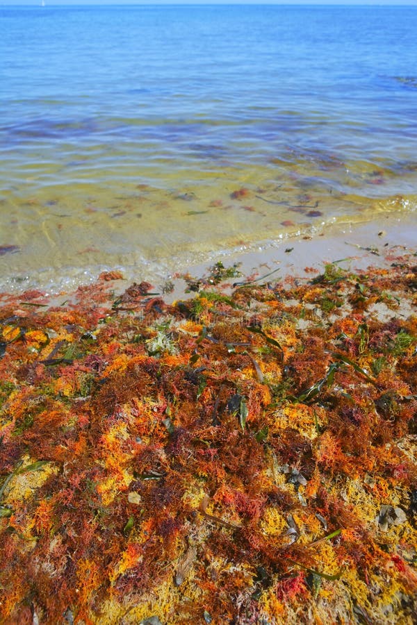 Algue Au Littoral Avec Le Recouvrement De Vague Sur Le Rivage Image ...
