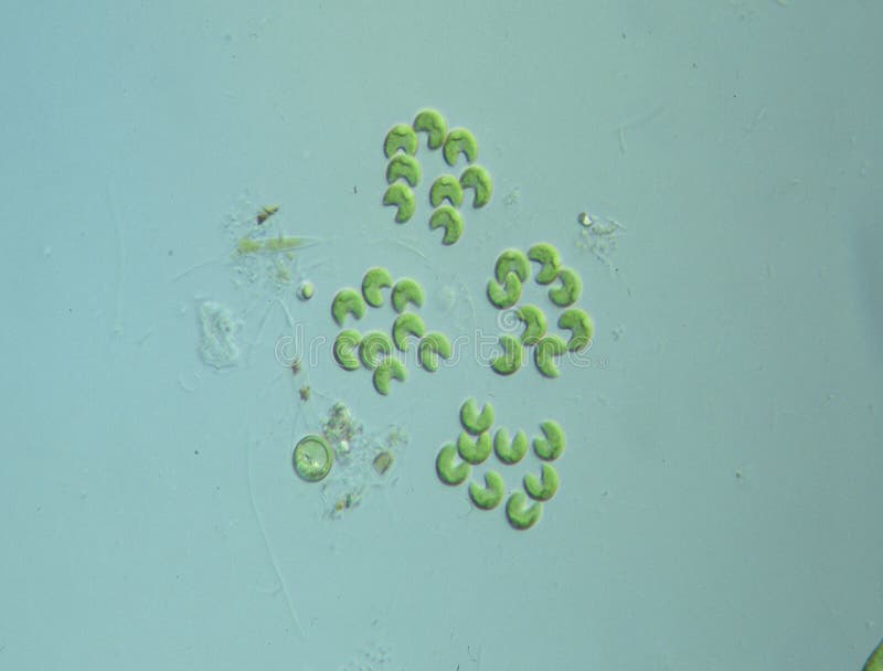 Algues Vertes Dans Les Gouttes D'eau Photo stock - Image du algues ...