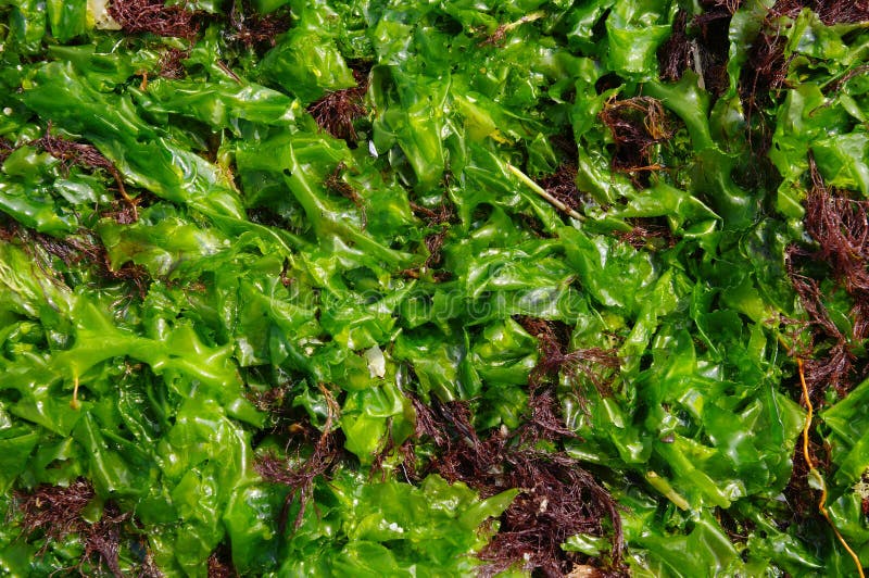 Algues vertes et brunes photo stock. Image du fermer - 39562812