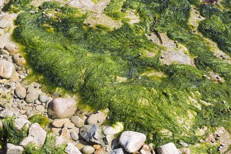 Algues Marines Avec De La Mousse Verte Photo stock - Image du océan ...