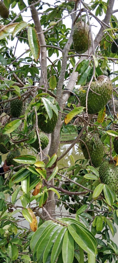 Algumas Frutas-azedas No Caule Do Jardim Foto de Stock - Imagem de ...