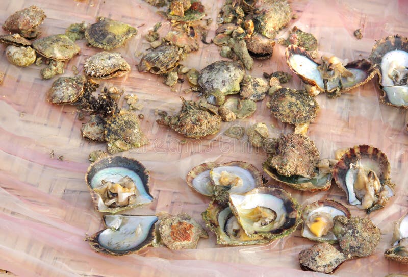 Ostras con la perla imagen de archivo. Imagen de grueso - 11419043