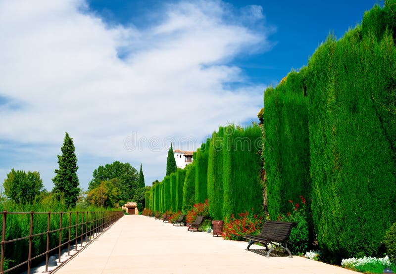Cascading Rosemary bush stock image. Image of garden - 34903201
