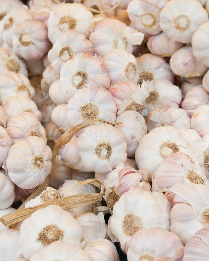 Bulbos frescos do alho foto de stock. Imagem de roxo - 27970132