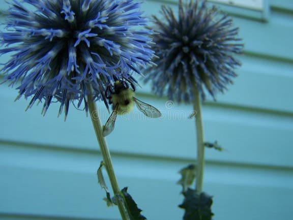 Ali dell'ape immagine stock. Immagine di sfondo, nave - 124440401